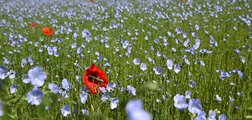 Le lin, Made in France ? | Linenshed France